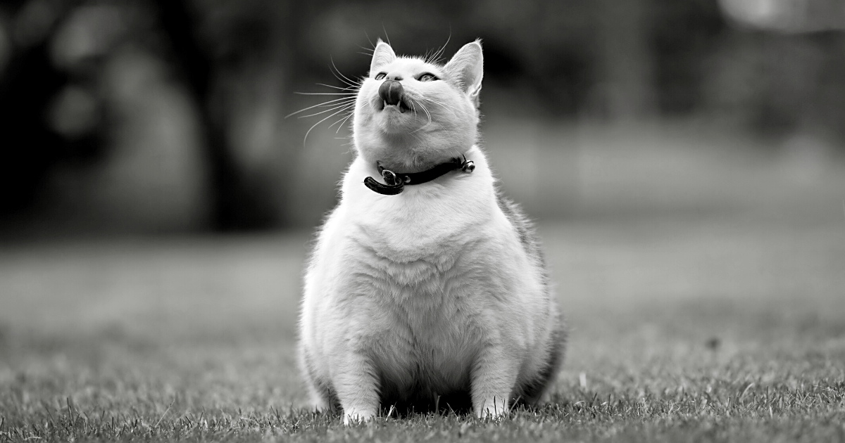 10 Most Common Cat Health Problems – Dr. Jeff Werber