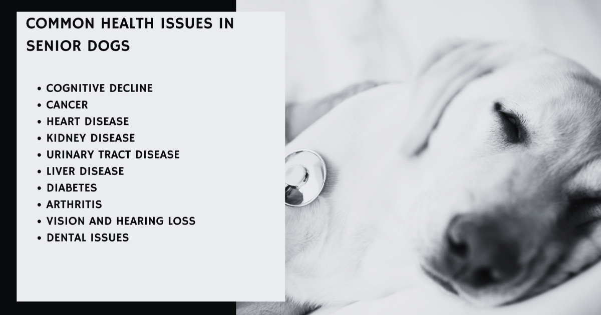 Common Health Issues in Senior Dogs – Dr. Jeff Werber
