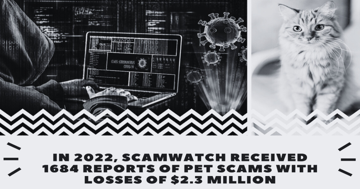 How to Spot and Avoid a Pet Scam: A Guide for Future Pet Owners – Dr ...