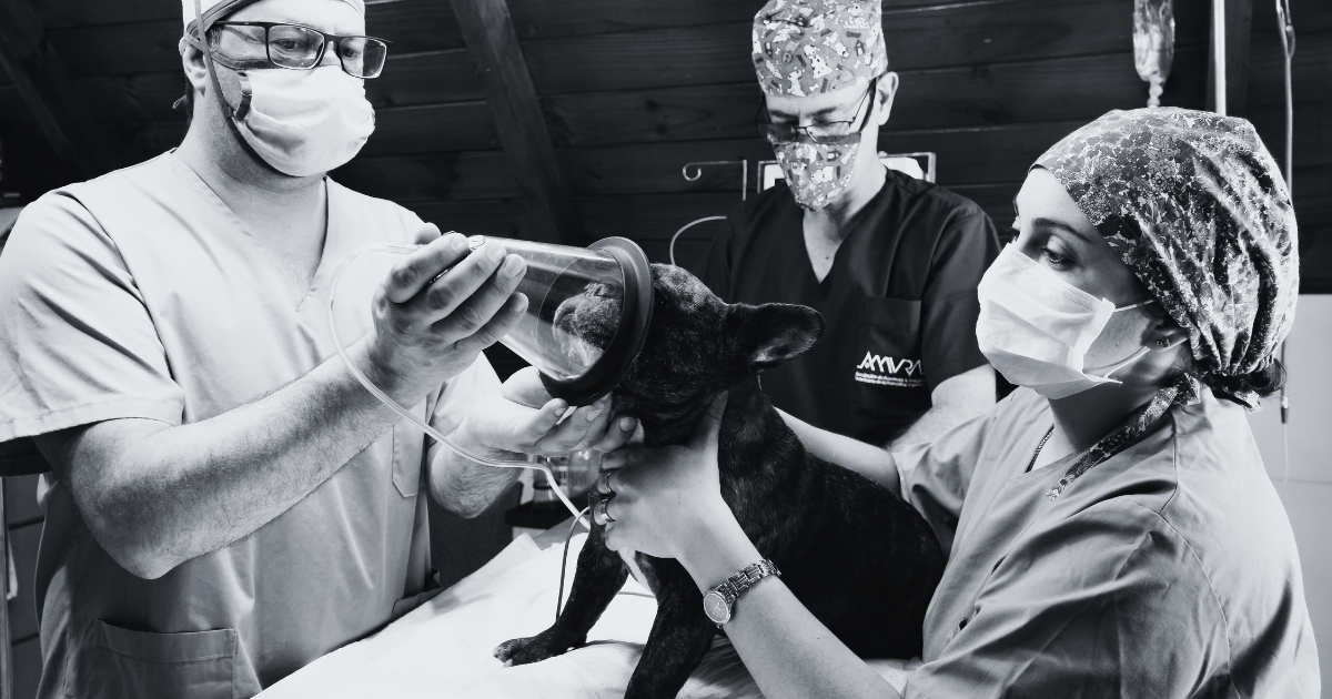 Vulvoplasty in Dogs: What It Is and When It’s Needed – Dr. Jeff Werber